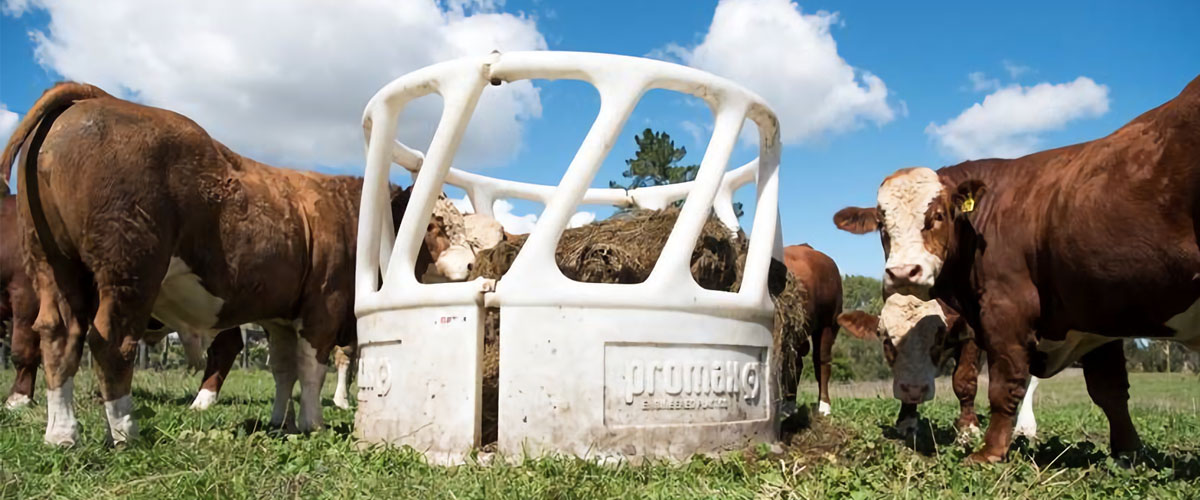 Bull Sales Move Online | AgOnline