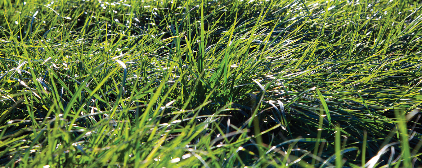 Stimulate growth with nitrogen | AgOnline