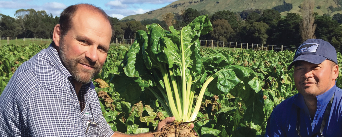 Fodder beet a fit for late lactation | AgOnline