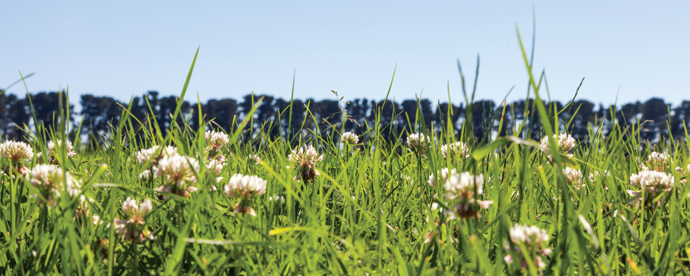 Herbage testing is the key | AgOnline