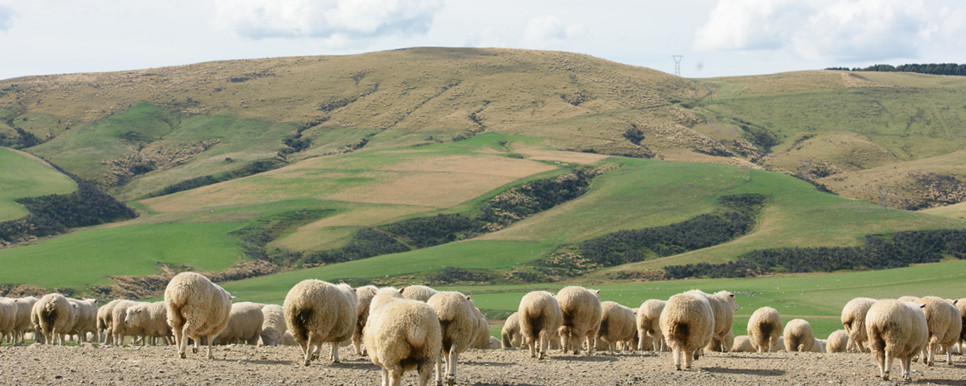 Uncertainty Clouds Wool Market | AgOnline