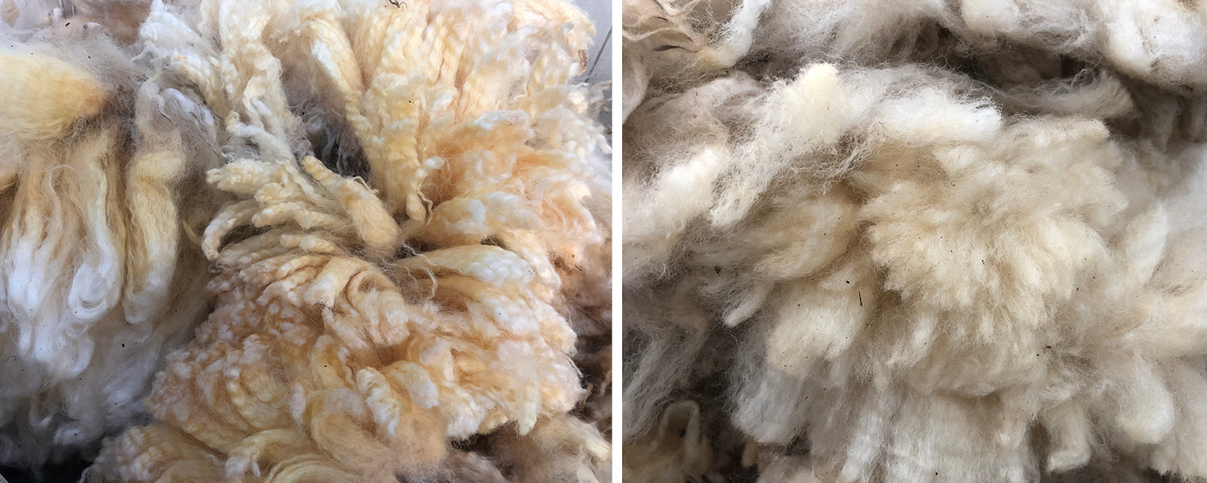 Weather Conditions Poor for Wool Colour | AgOnline