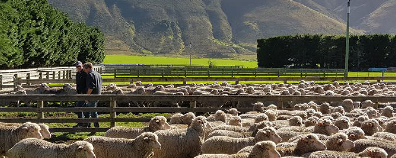 Organic wool producers receiving premium returns | AgOnline