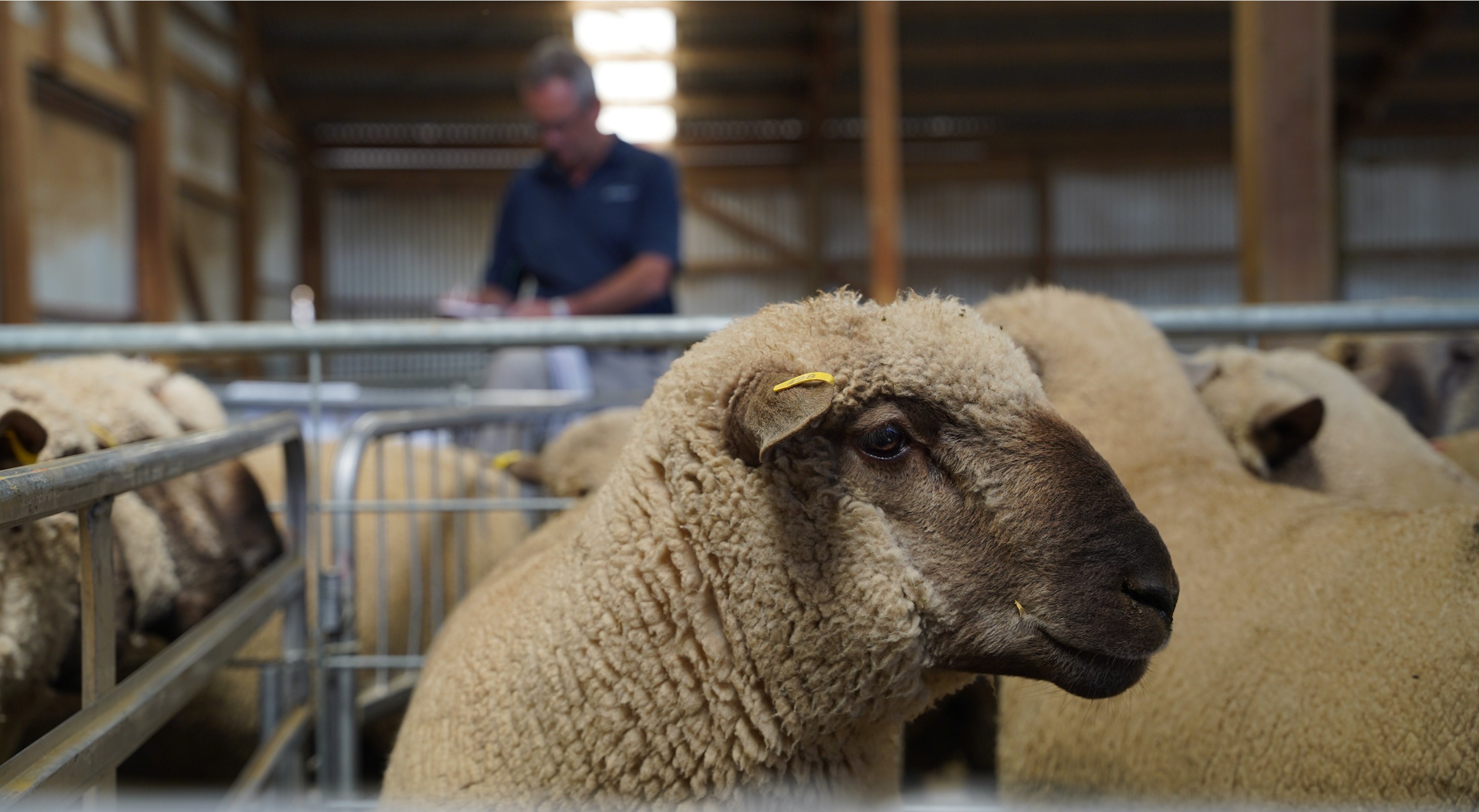 Ram sales under way | AgOnline