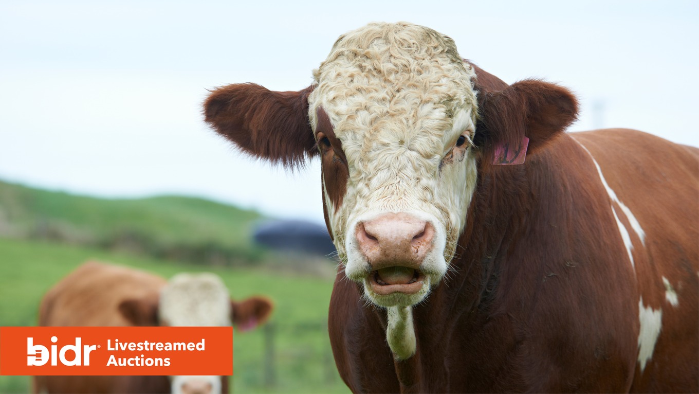 Livestock Market Update: Yearling bulls promise sequel to successful ...