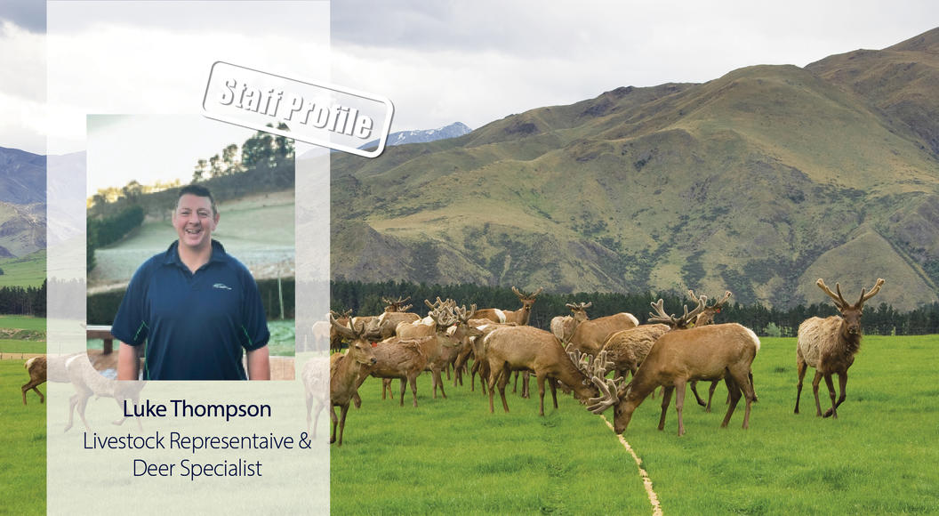 NZ Livestock Listings | AgOnline
