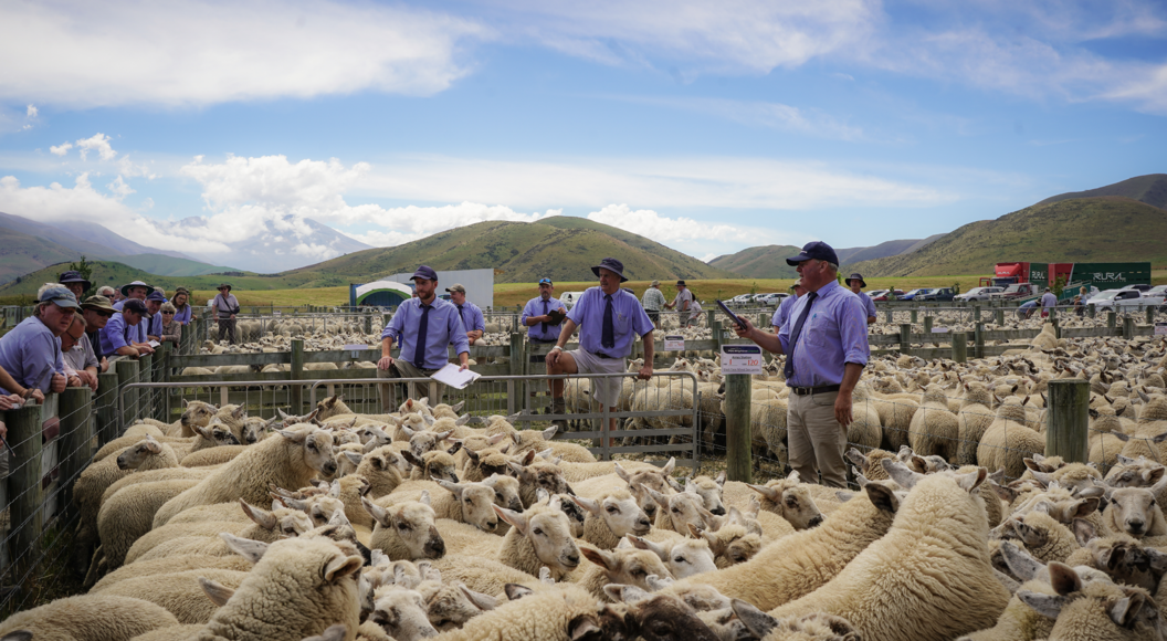 NZ Livestock Listings | AgOnline