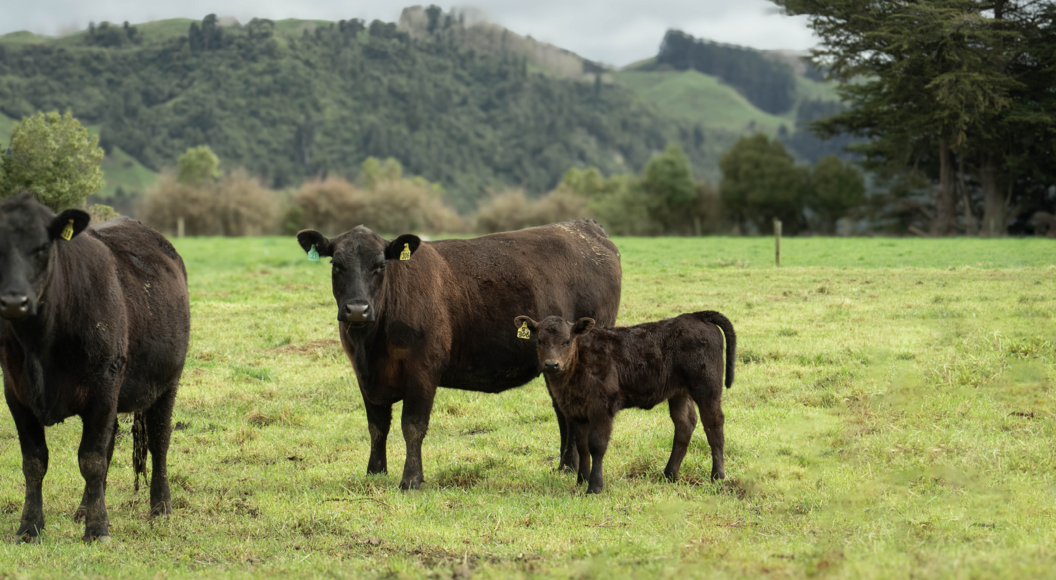 Farmer's Patch | AgOnline